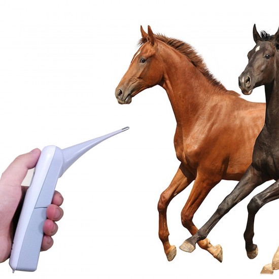 Entero Digital Vet Thermometer for Animals (Professional Veterinary ...